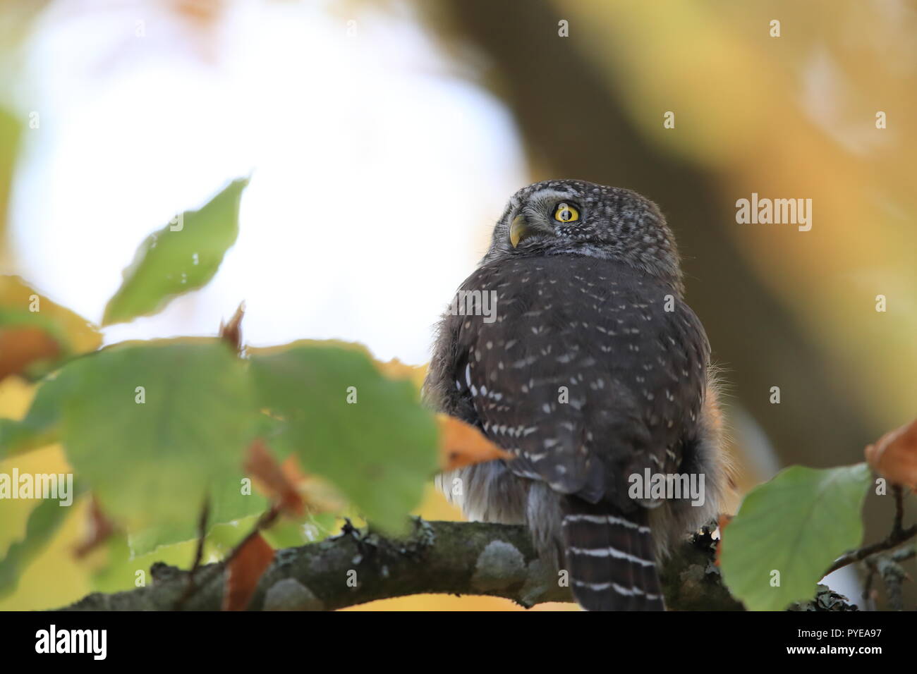 Eurasian pygmy owl-Swabian Jura,Swabian Alps,Baden-Württemberg, Germany ...