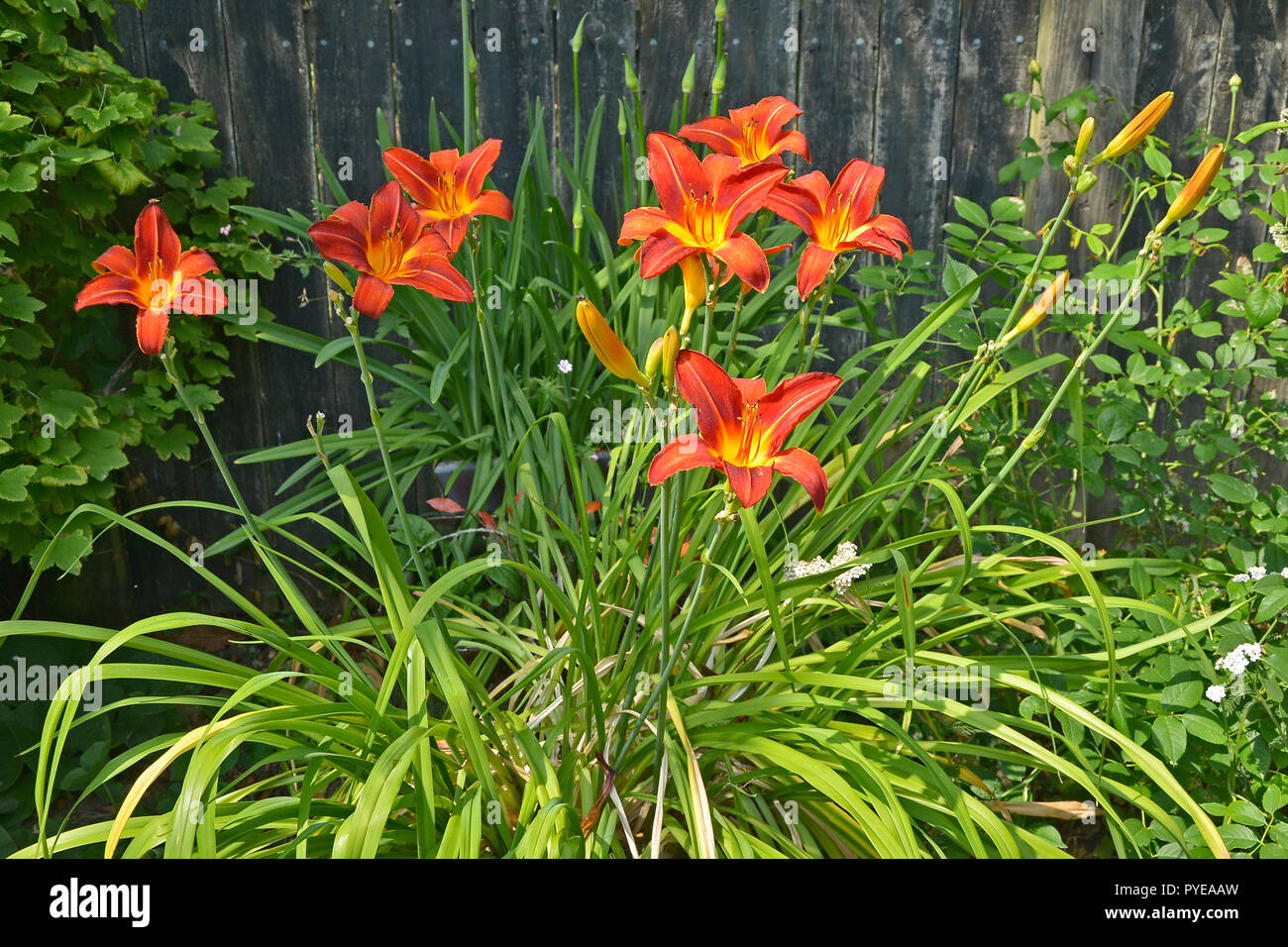 Homerocallis fulva hi-res stock photography and images - Alamy