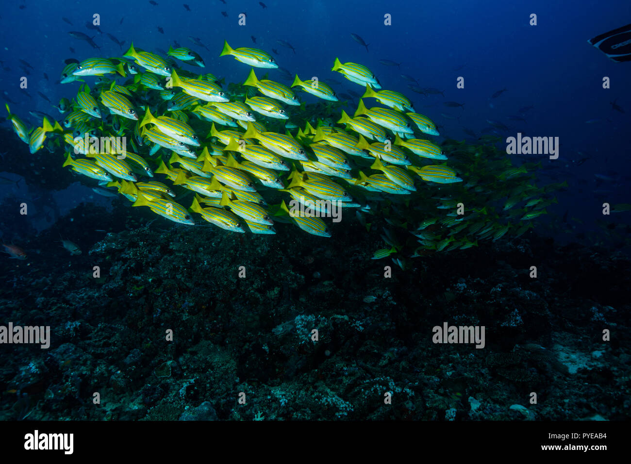 Bluestripe snapper School Of Fish at the Maldives Stock Photo - Alamy