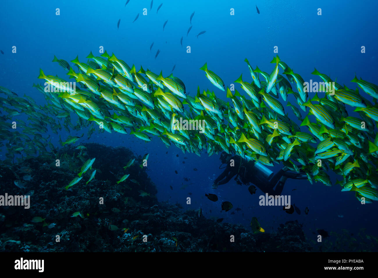 Bluestripe snapper School Of Fish at the Maldives Stock Photo - Alamy