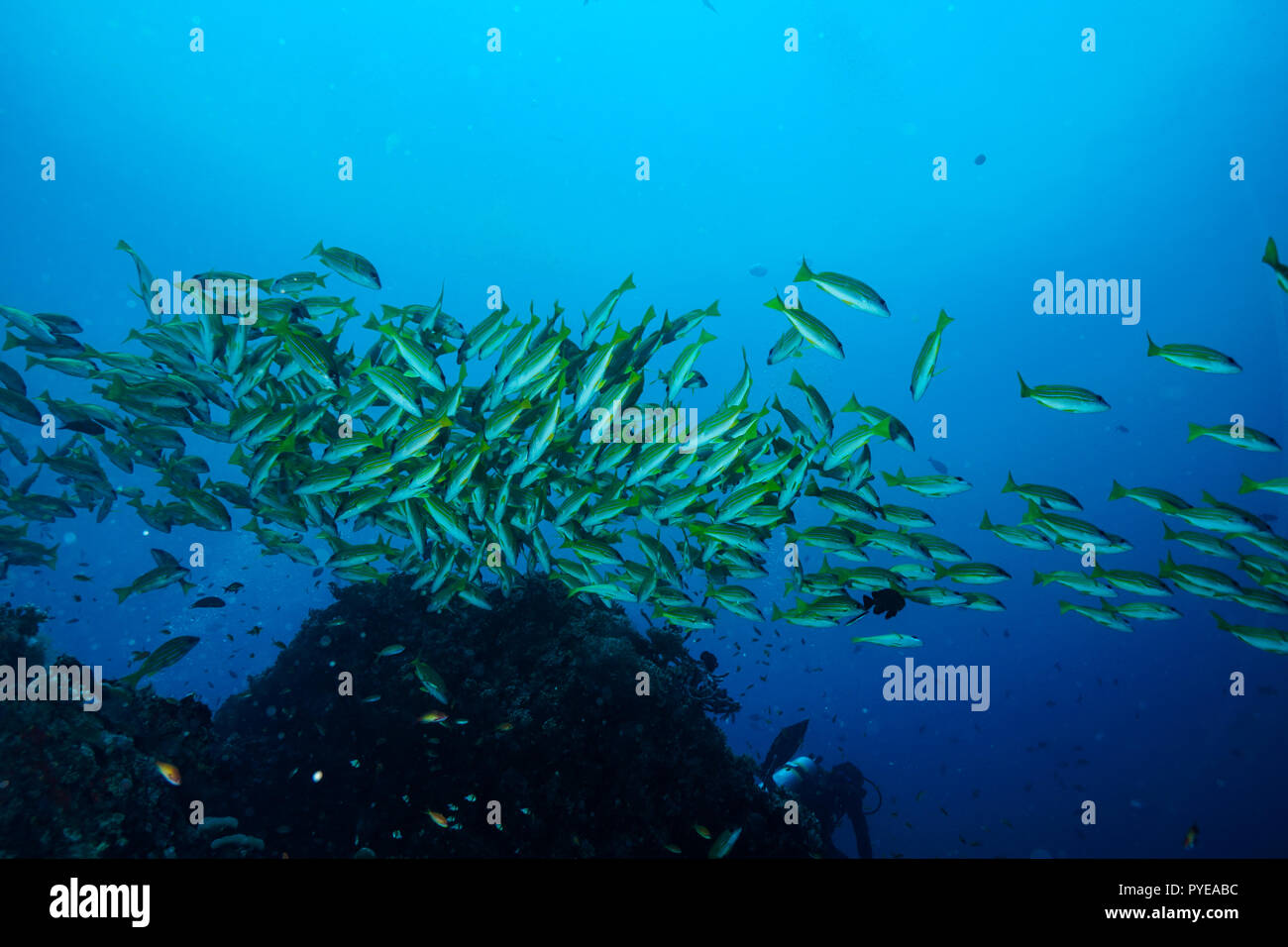 Bluestripe snapper School Of Fish at the Maldives Stock Photo - Alamy
