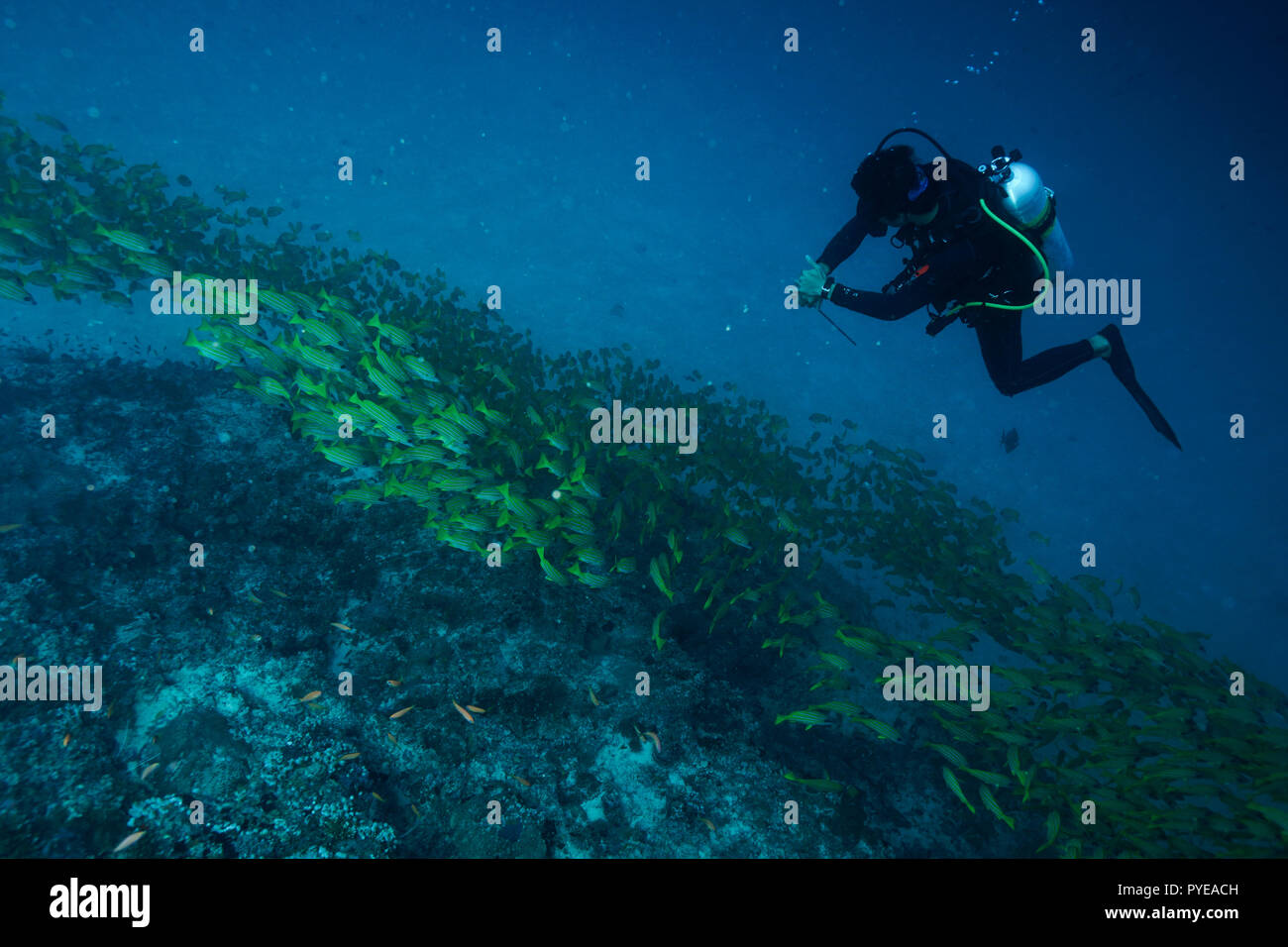 Bluestripe snapper School Of Fish at the Maldives Stock Photo - Alamy