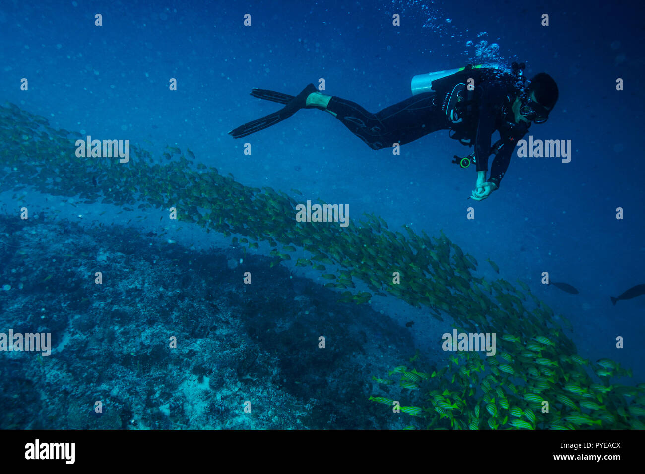Bluestripe snapper School Of Fish at the Maldives Stock Photo - Alamy