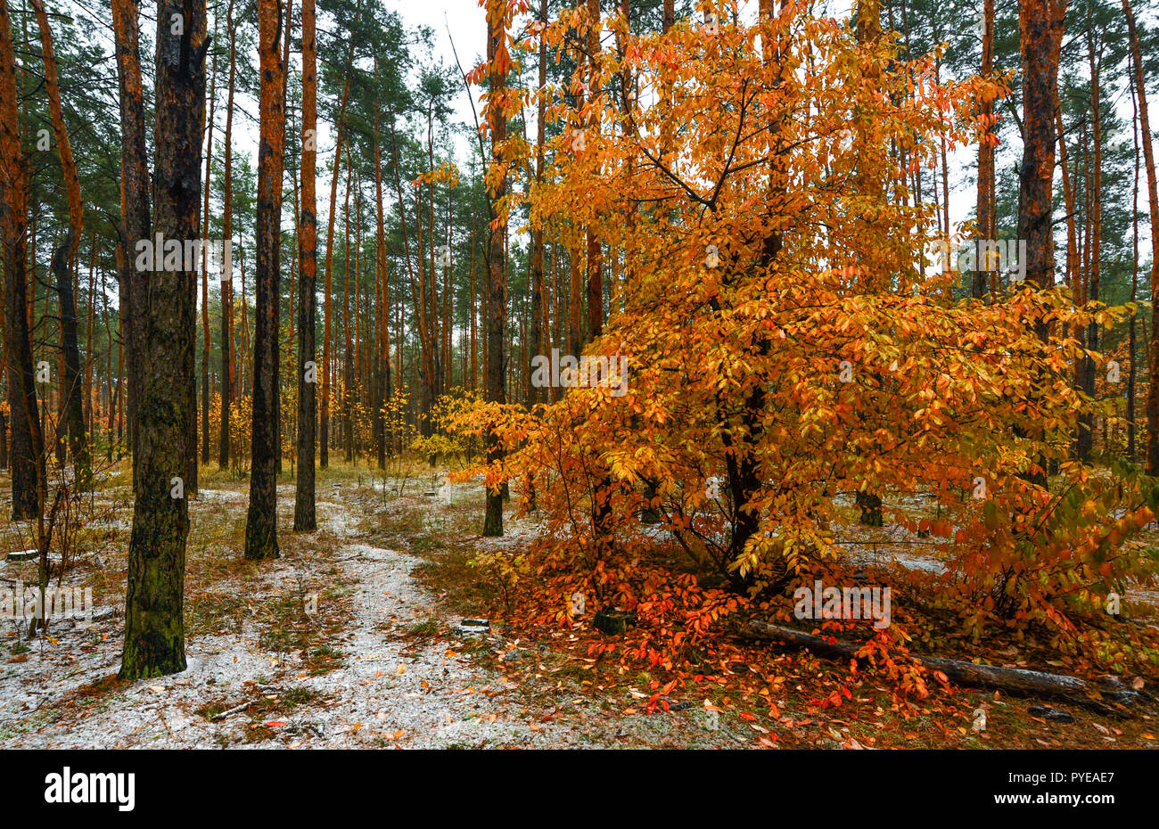 Autumn colors and snow hi-res stock photography and images - Alamy
