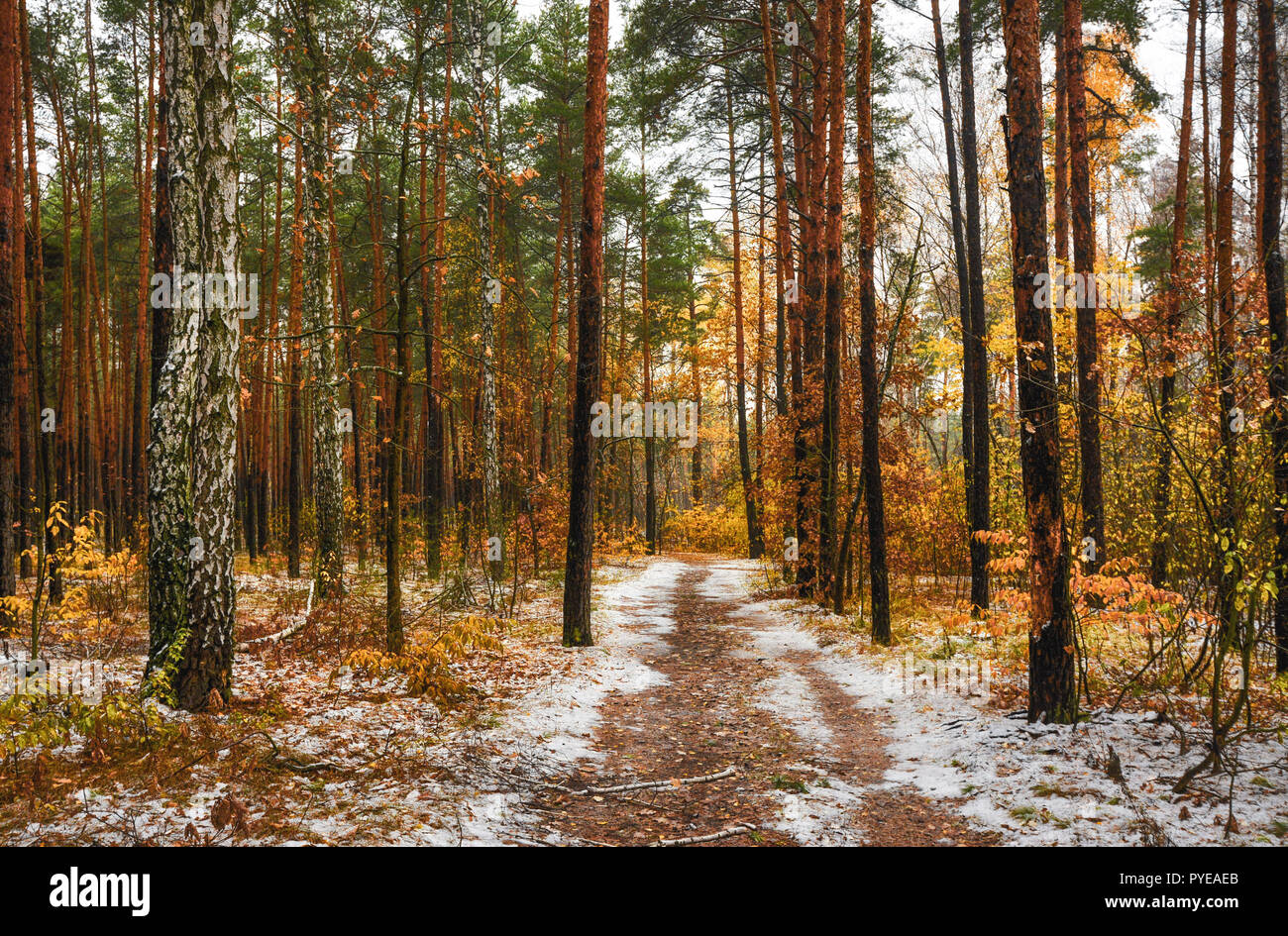 Colorful shrub in the autumn forest hi-res stock photography and images ...