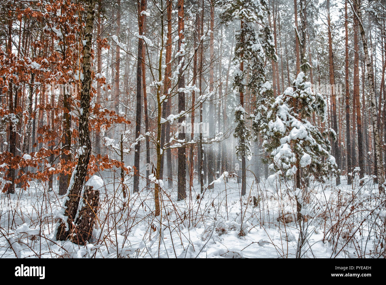 walk in the woods. first snow. autumn colors. coldly Stock Photo - Alamy