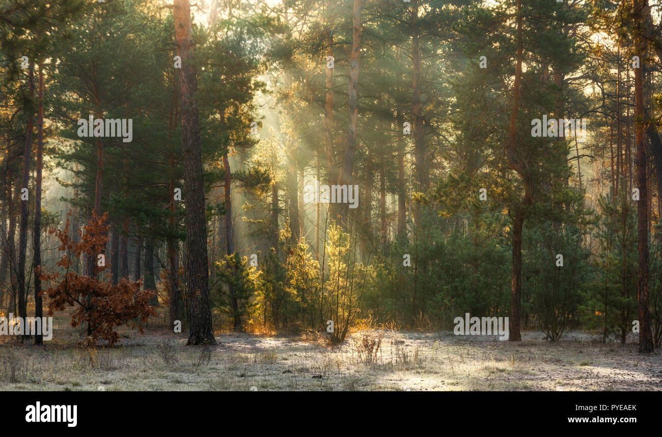 walk in the winter. first snow. coldly Stock Photo - Alamy