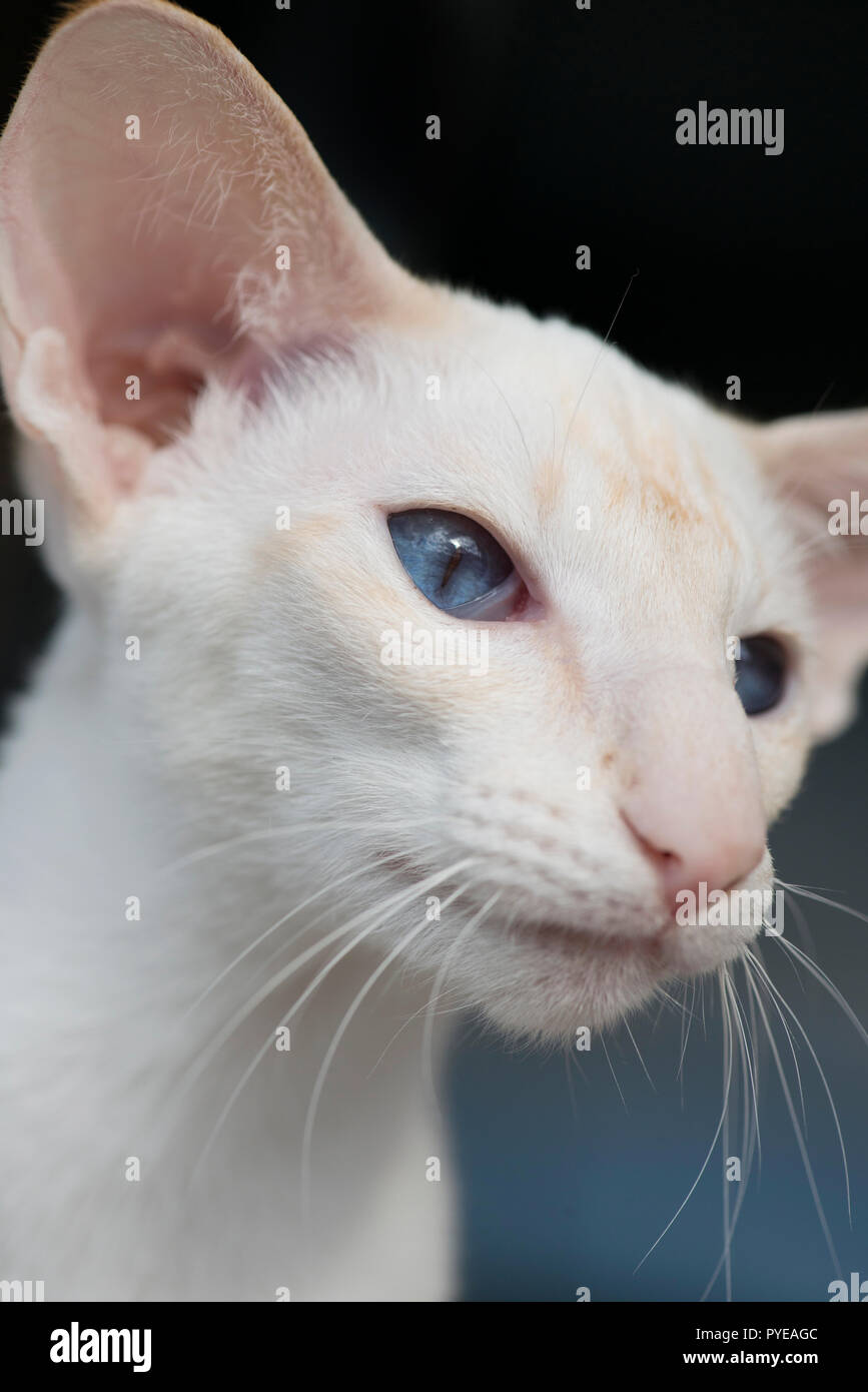 Pointy Ears Cat High Resolution Stock Photography and Images - Alamy