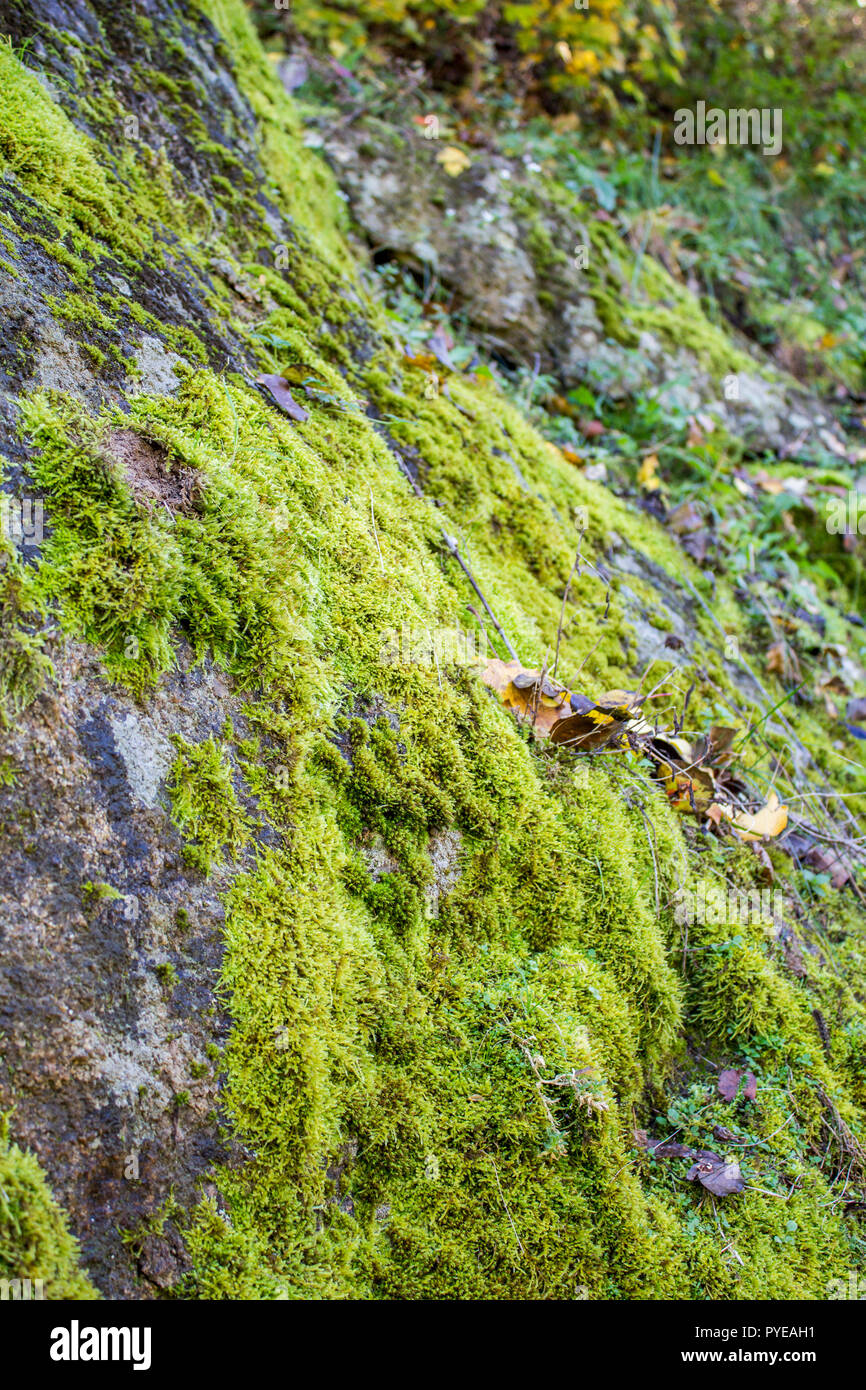 Moss on stone Stock Photo - Alamy