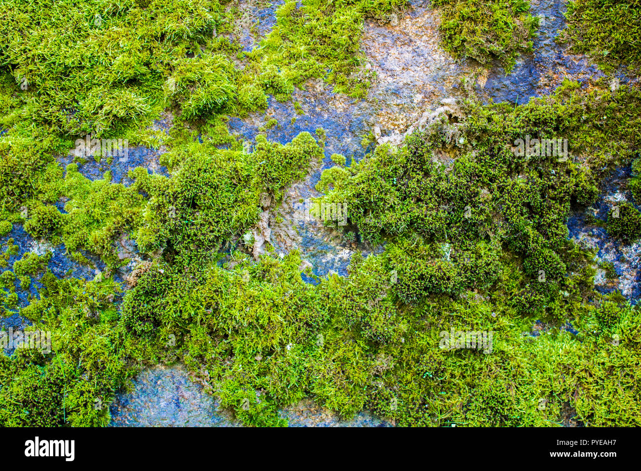 Moss on stone Stock Photo - Alamy