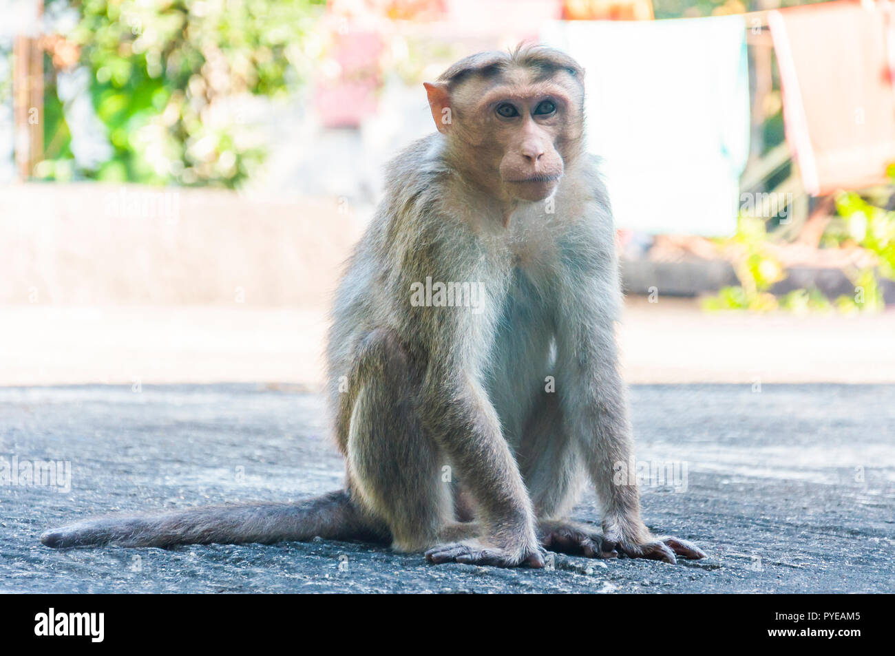 Bonnet monkey have a grayish brown back and a well defined circular cap ...