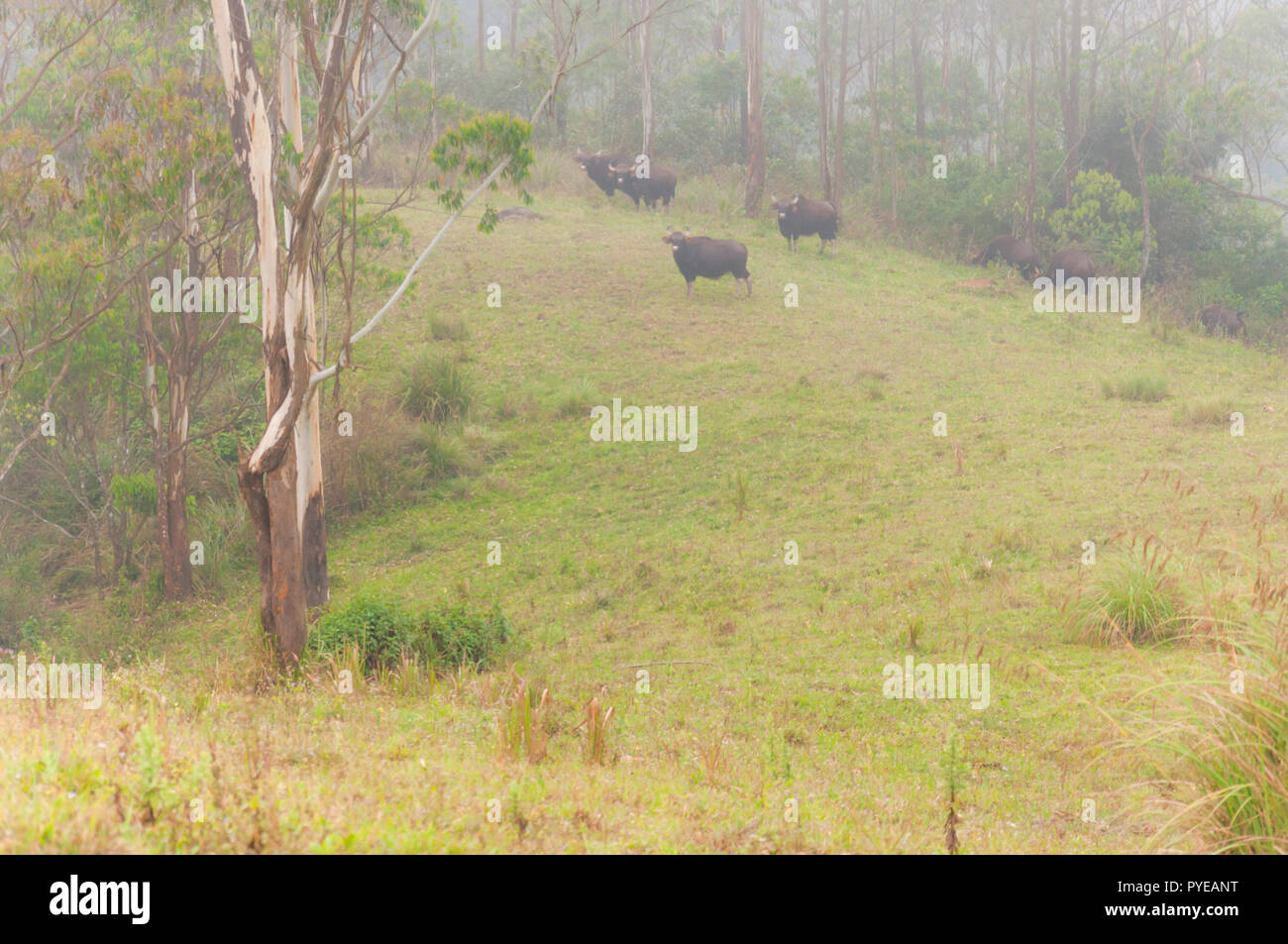 The Gaur also called Indian bison, is the largest extant bovine, native ...