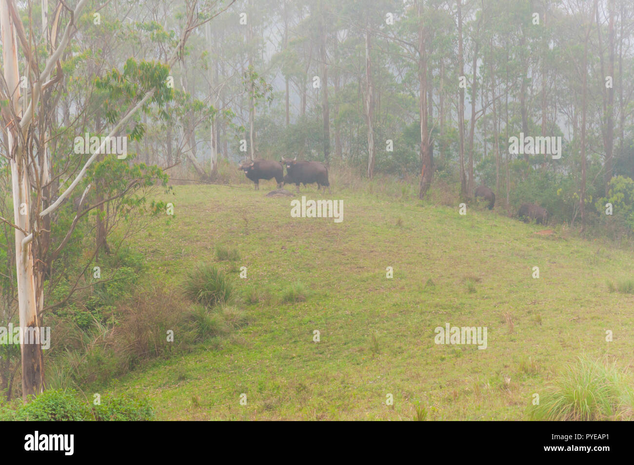 The Gaur also called Indian bison, is the largest extant bovine, native ...