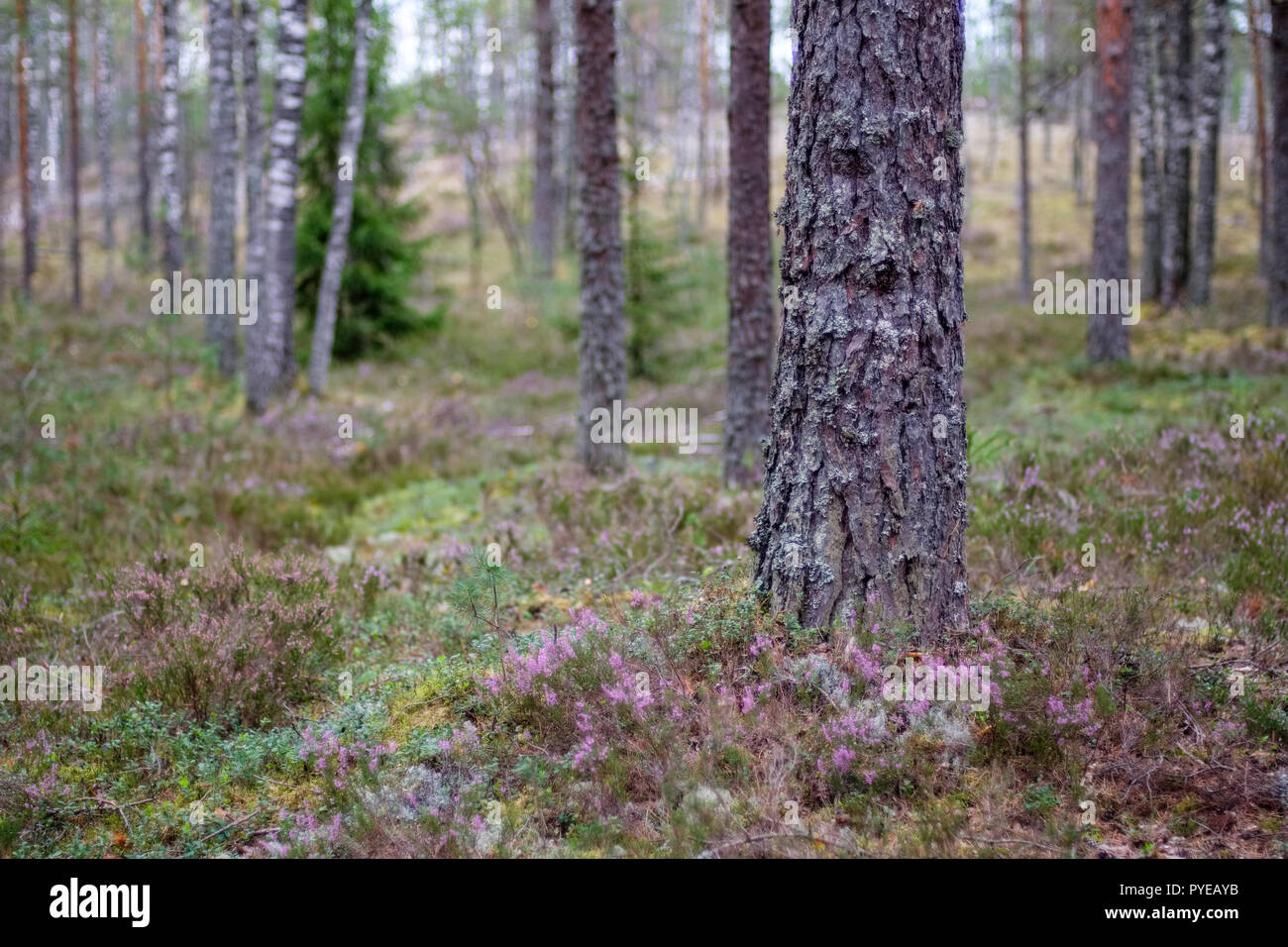 dry pine tree forest in autumn. gentle texture from tree trunks and ...