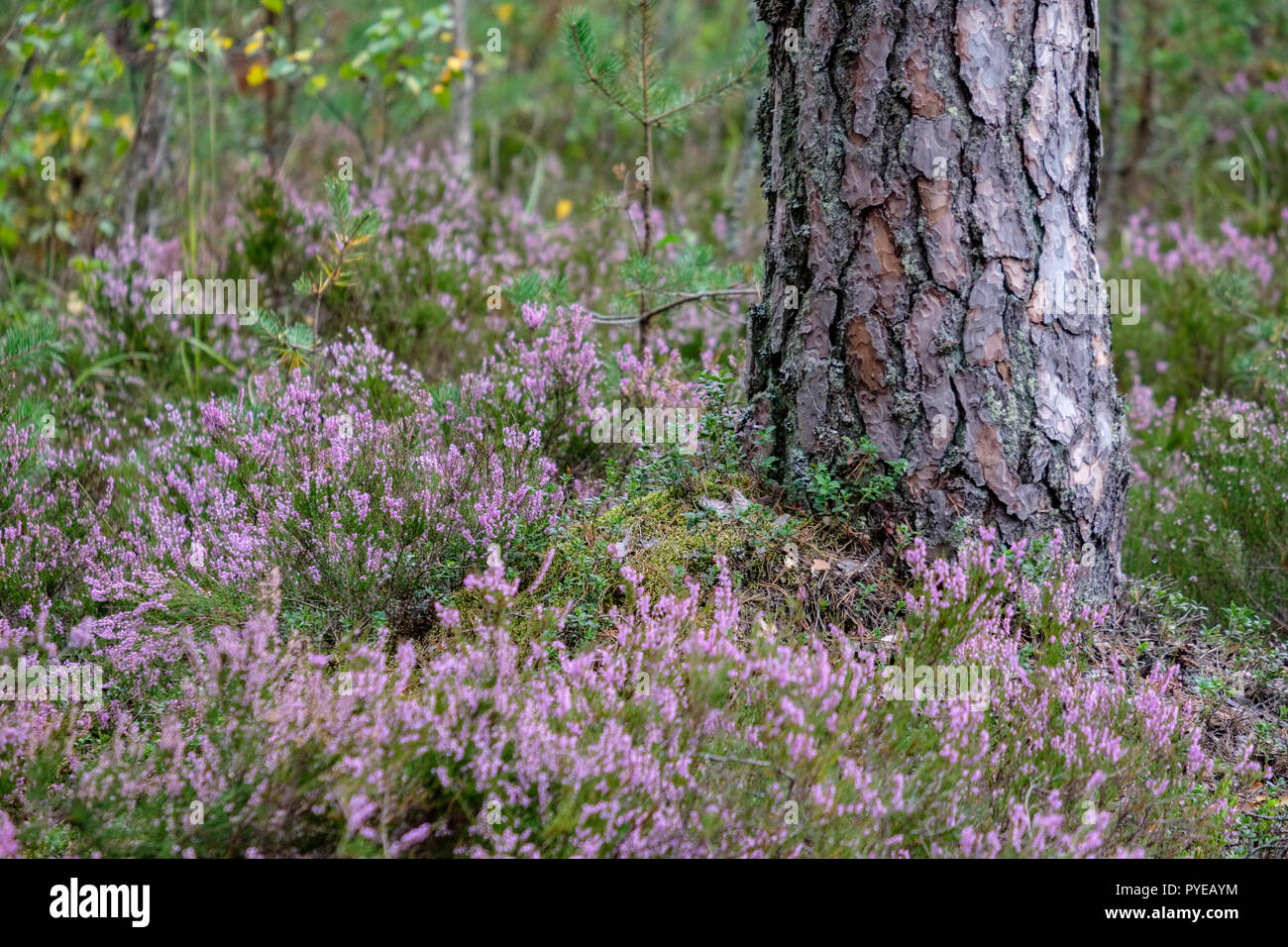 dry pine tree forest in autumn. gentle texture from tree trunks and ...