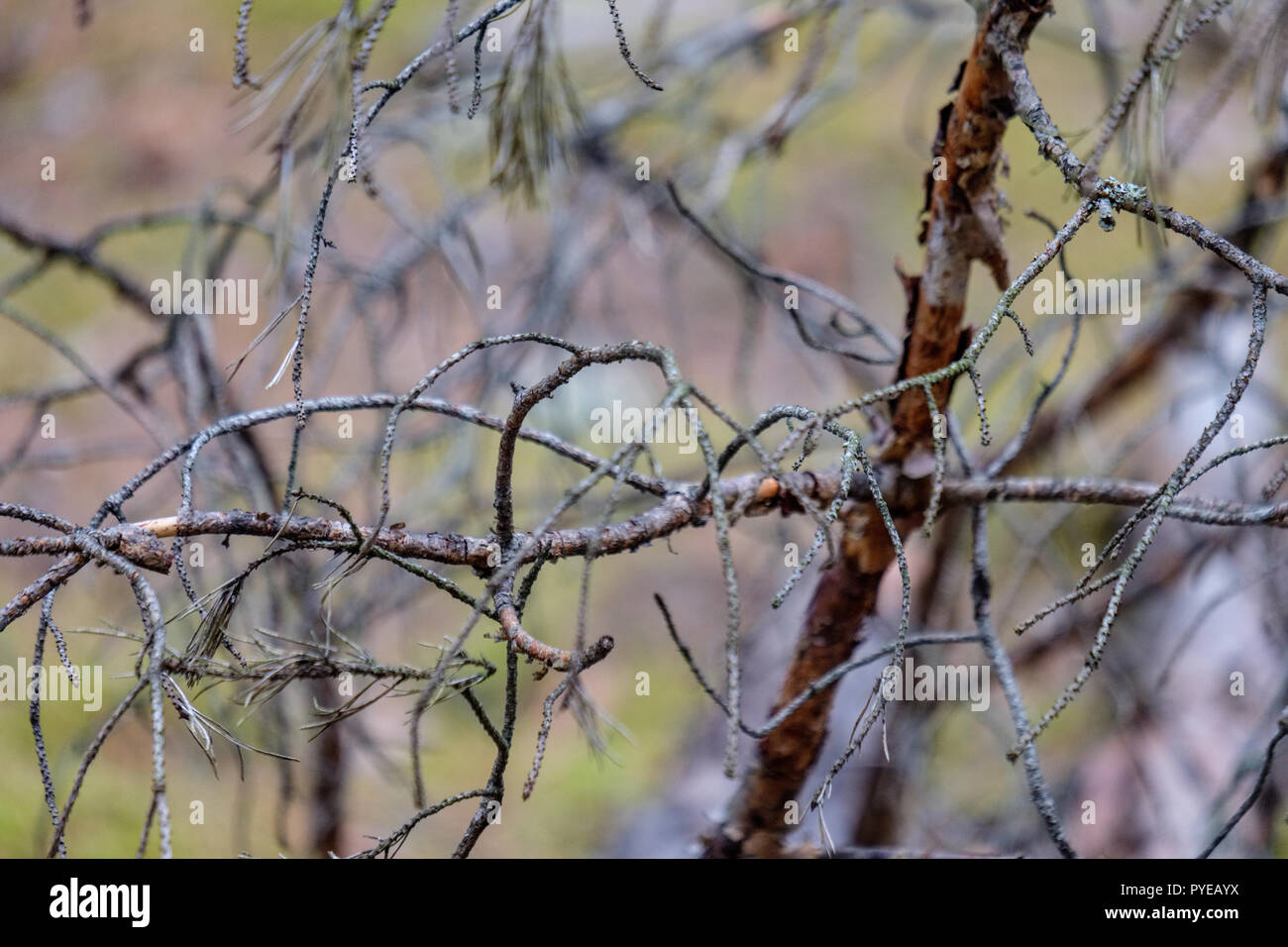 dry pine tree forest in autumn. gentle texture from tree trunks and ...