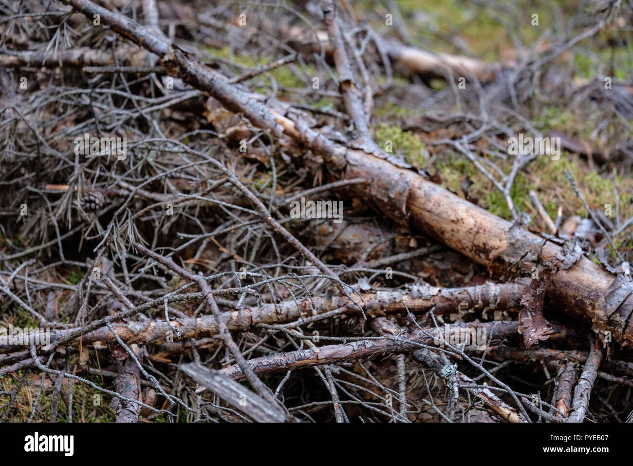 dry pine tree forest in autumn. gentle texture from tree trunks and ...