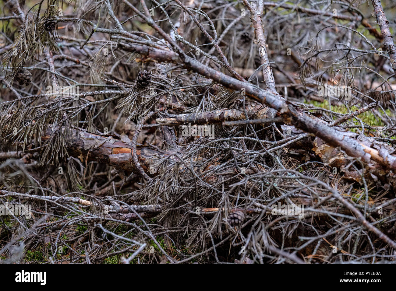 dry pine tree forest in autumn. gentle texture from tree trunks and ...