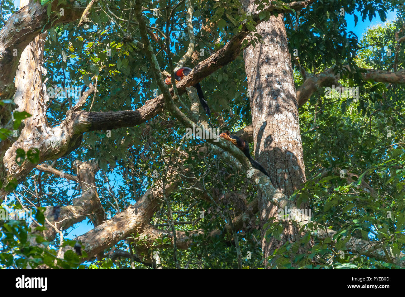 The Indian giant squirrel, or Malabar giant squirrel, is a large tree ...