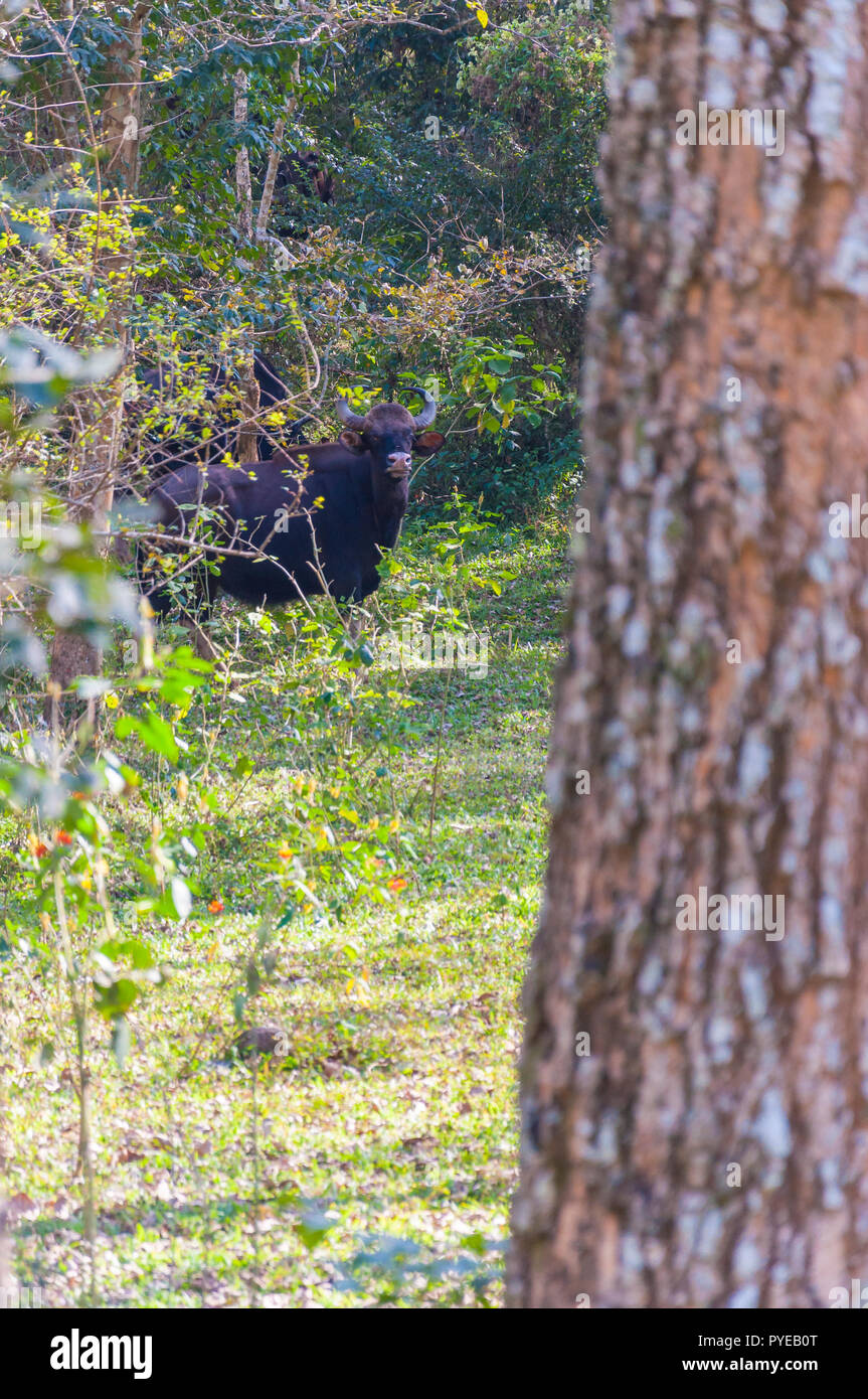 The Gaur also called Indian bison, is the largest extant bovine, native ...