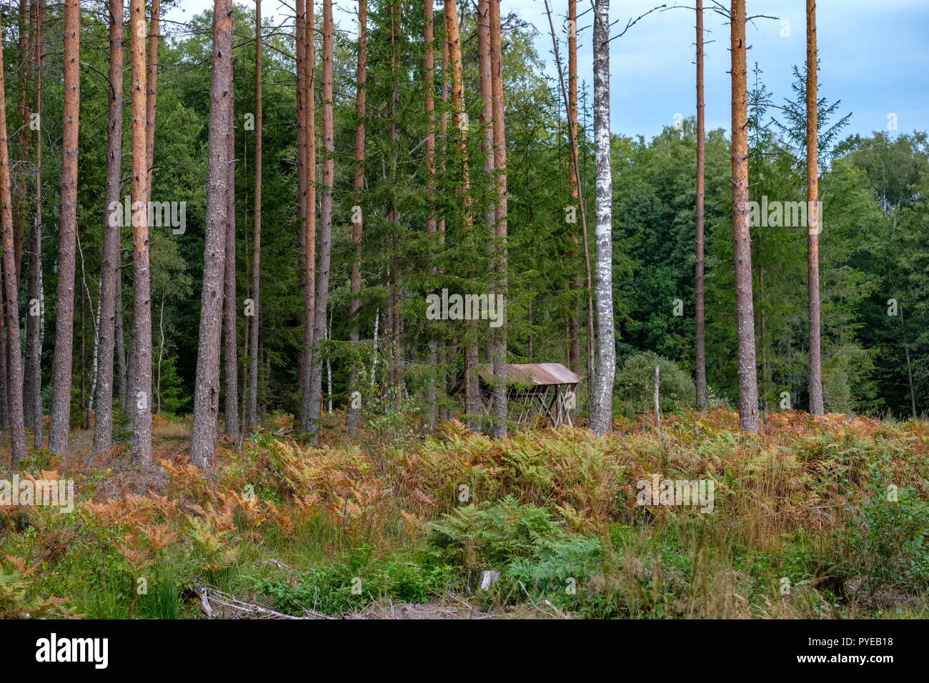 dry pine tree forest in autumn. gentle texture from tree trunks and ...