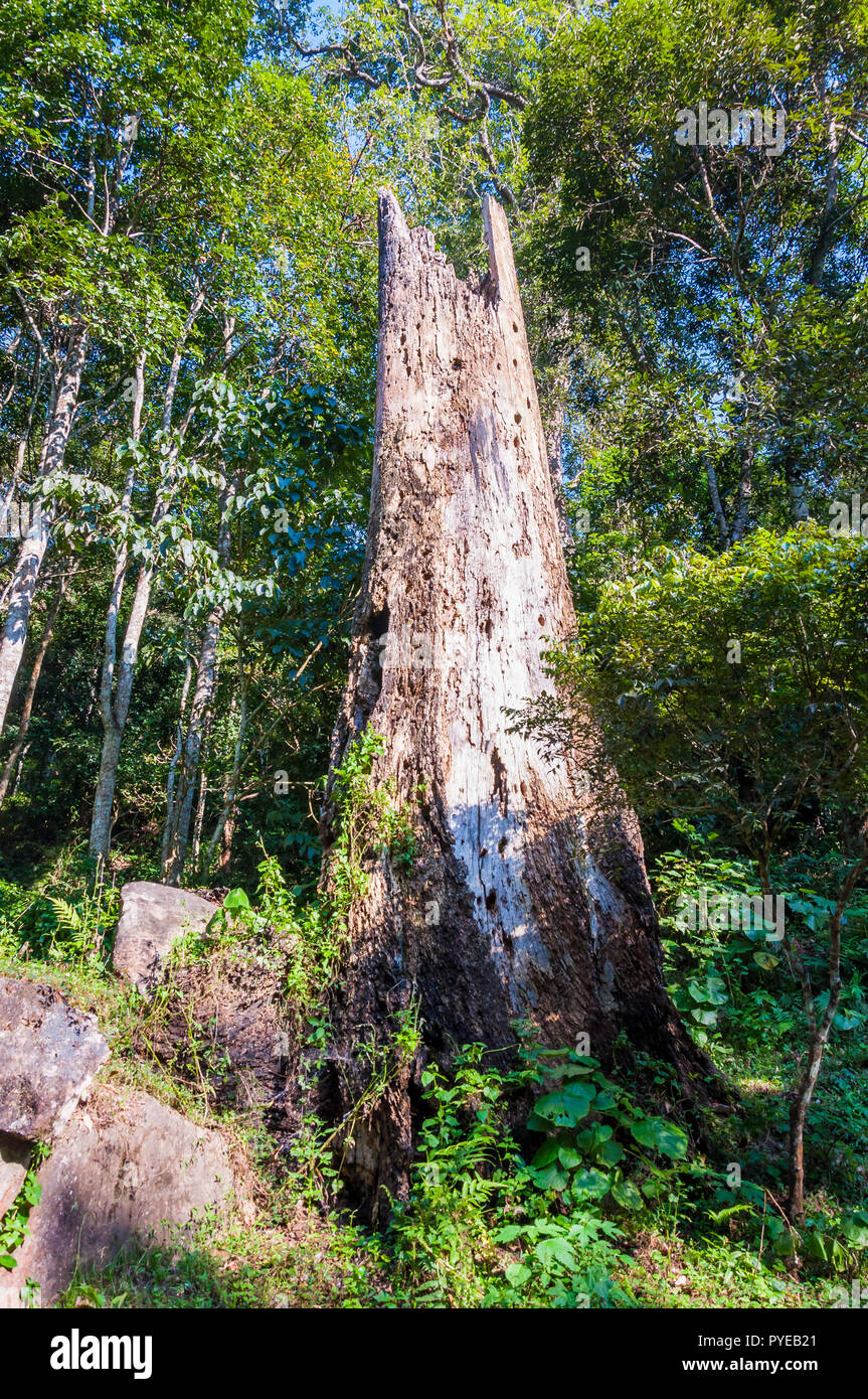 Stump of the tree became termitary in Periyar National Park. Periyar is ...