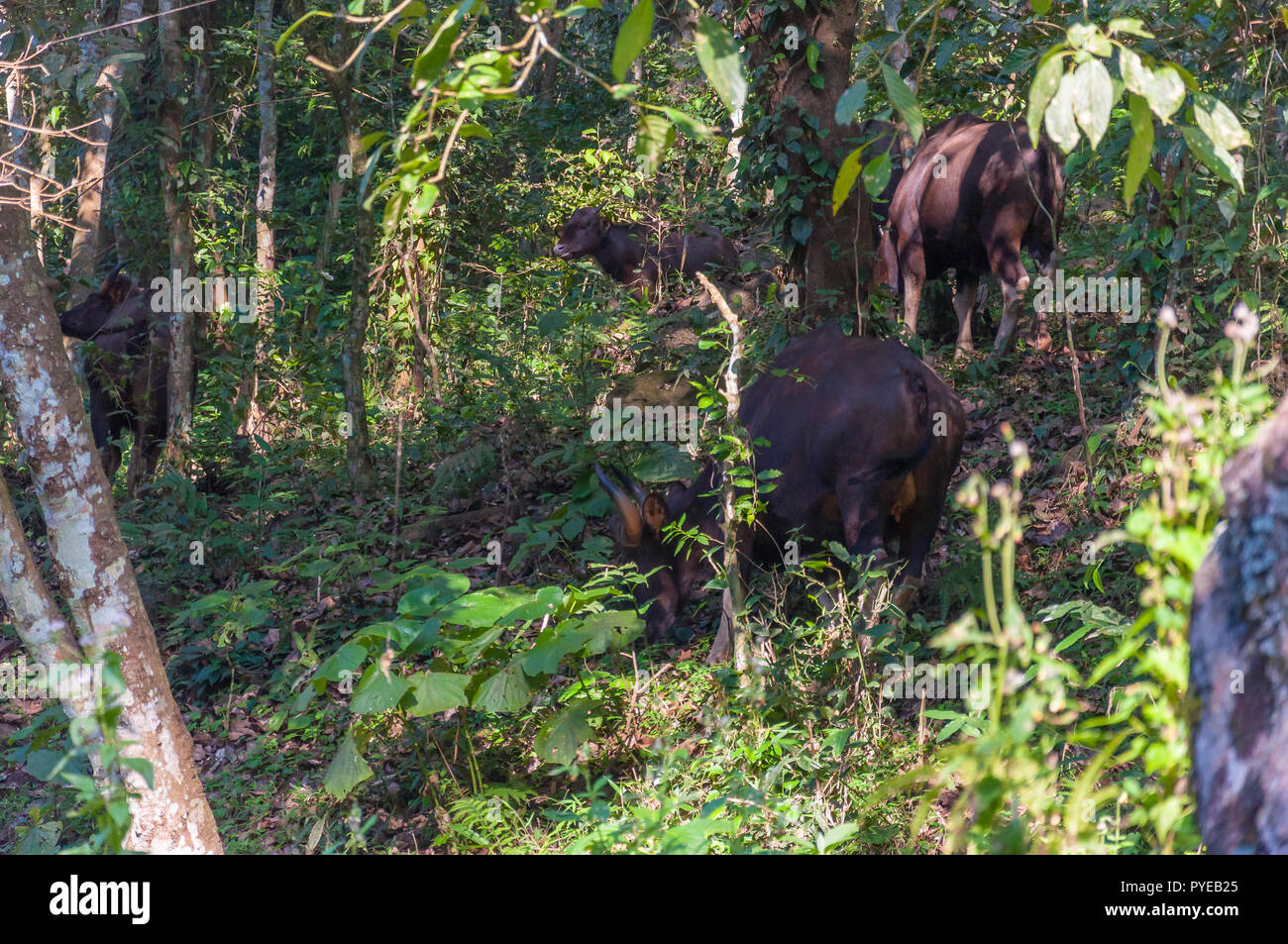Bison kerala hi-res stock photography and images - Alamy