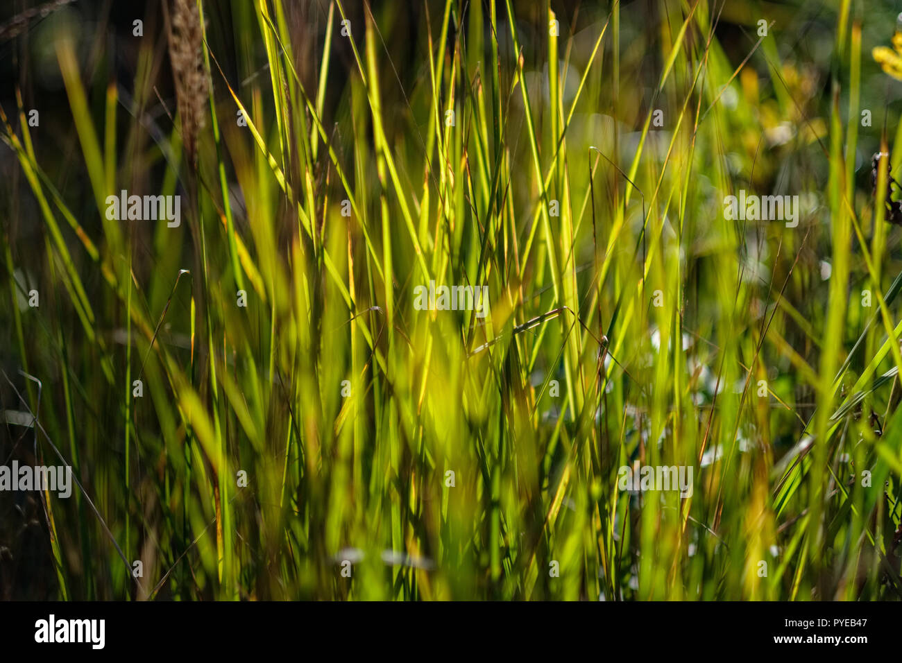 green foliage in early autumn with blur background and some colored ...