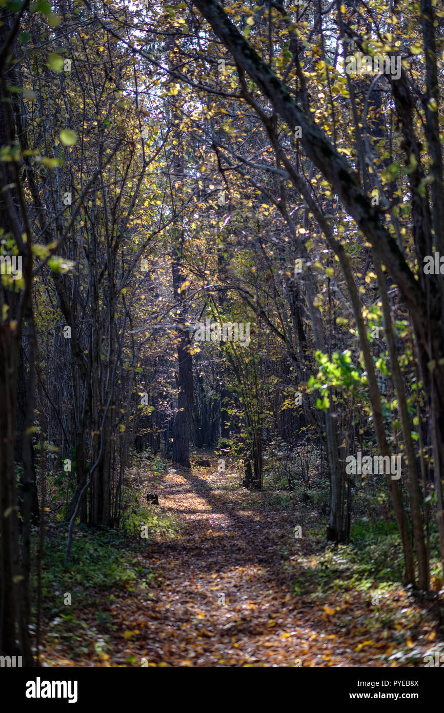 natural tourist trail in woods in late autumn with some colored leaves ...