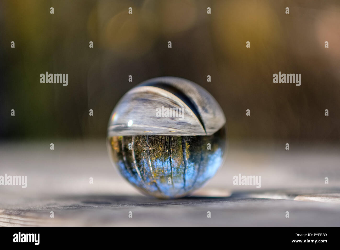 lensball in autumn reflecting nature around it. fall colors hold in ...