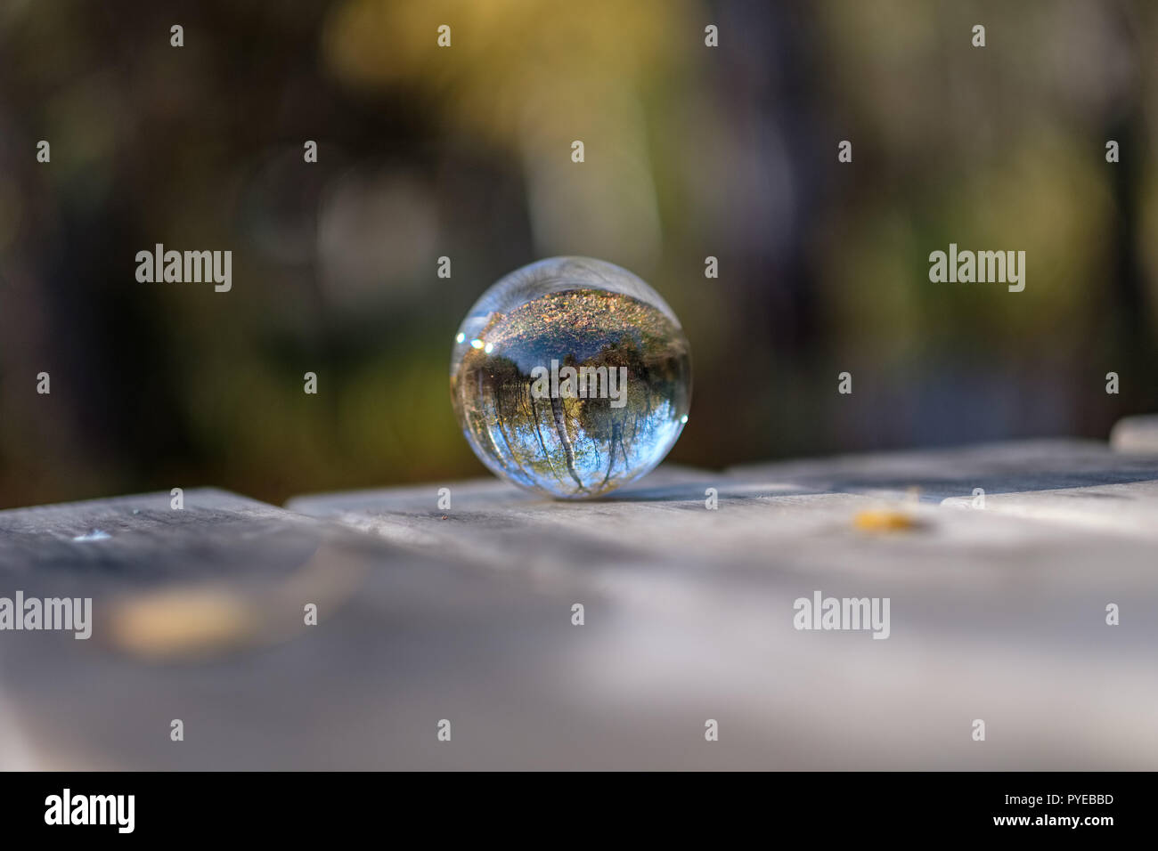lensball in autumn reflecting nature around it. fall colors hold in ...