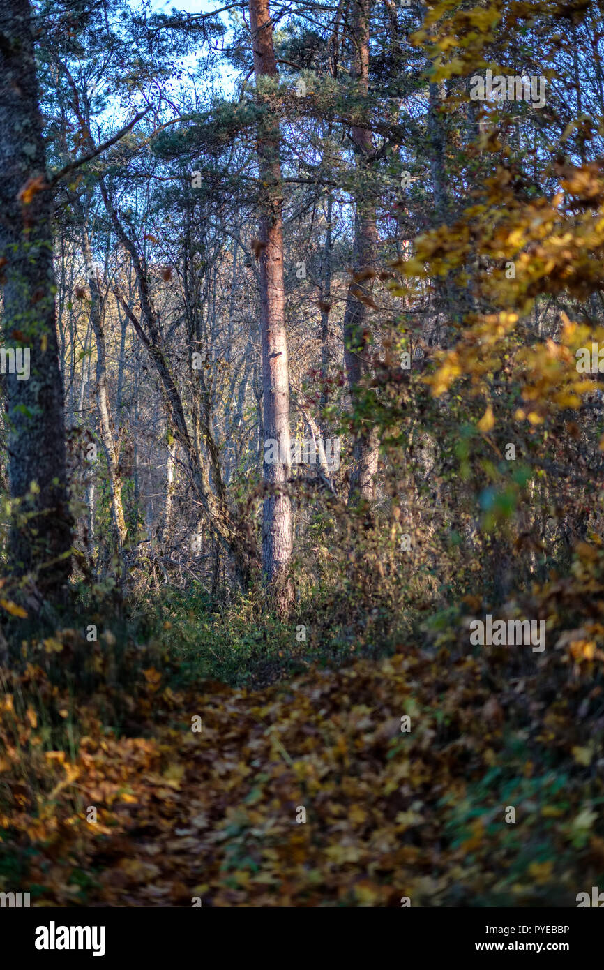 bright yellow colored birch tree leaves and branches in autumn ...