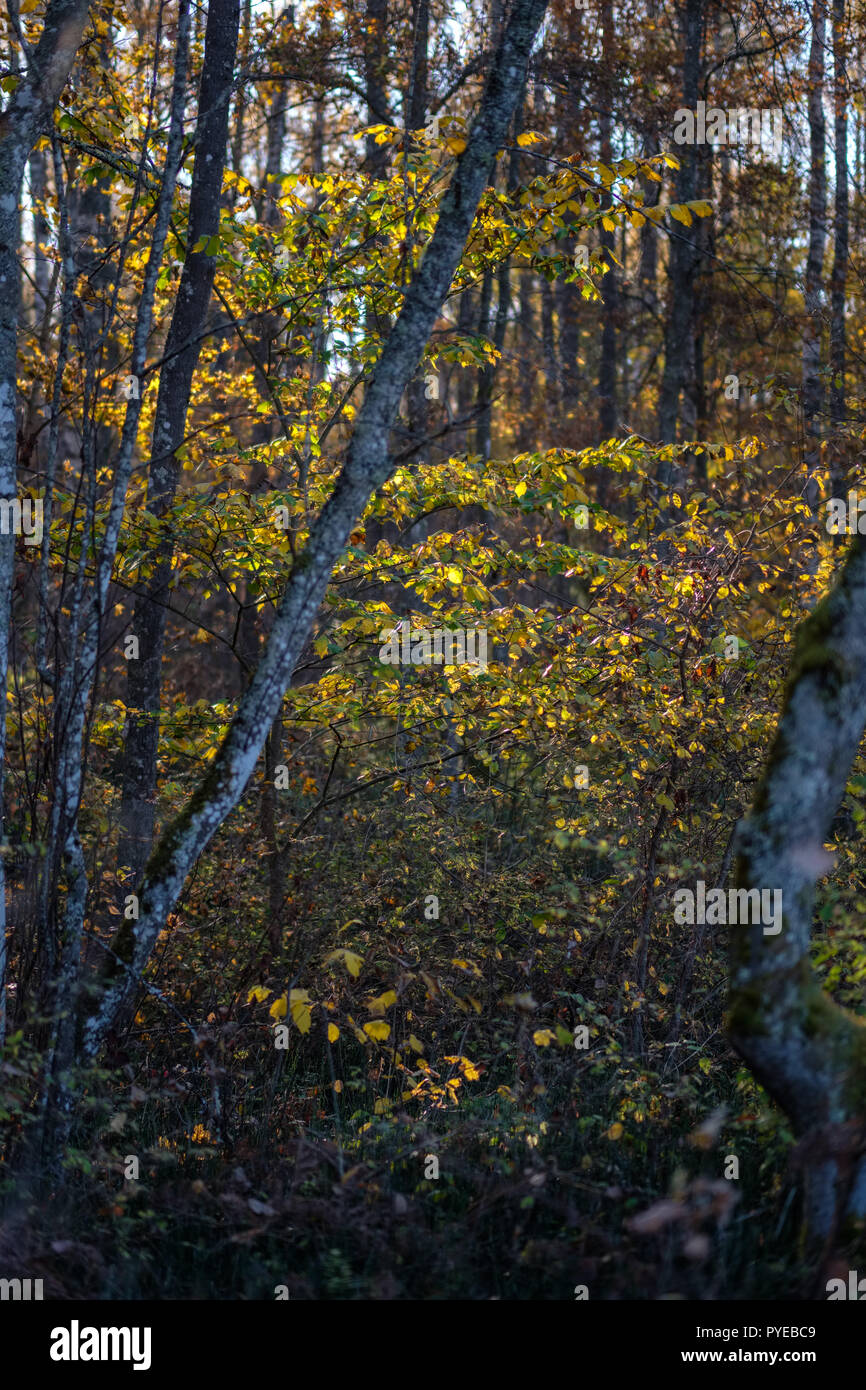 bright yellow colored birch tree leaves and branches in autumn ...