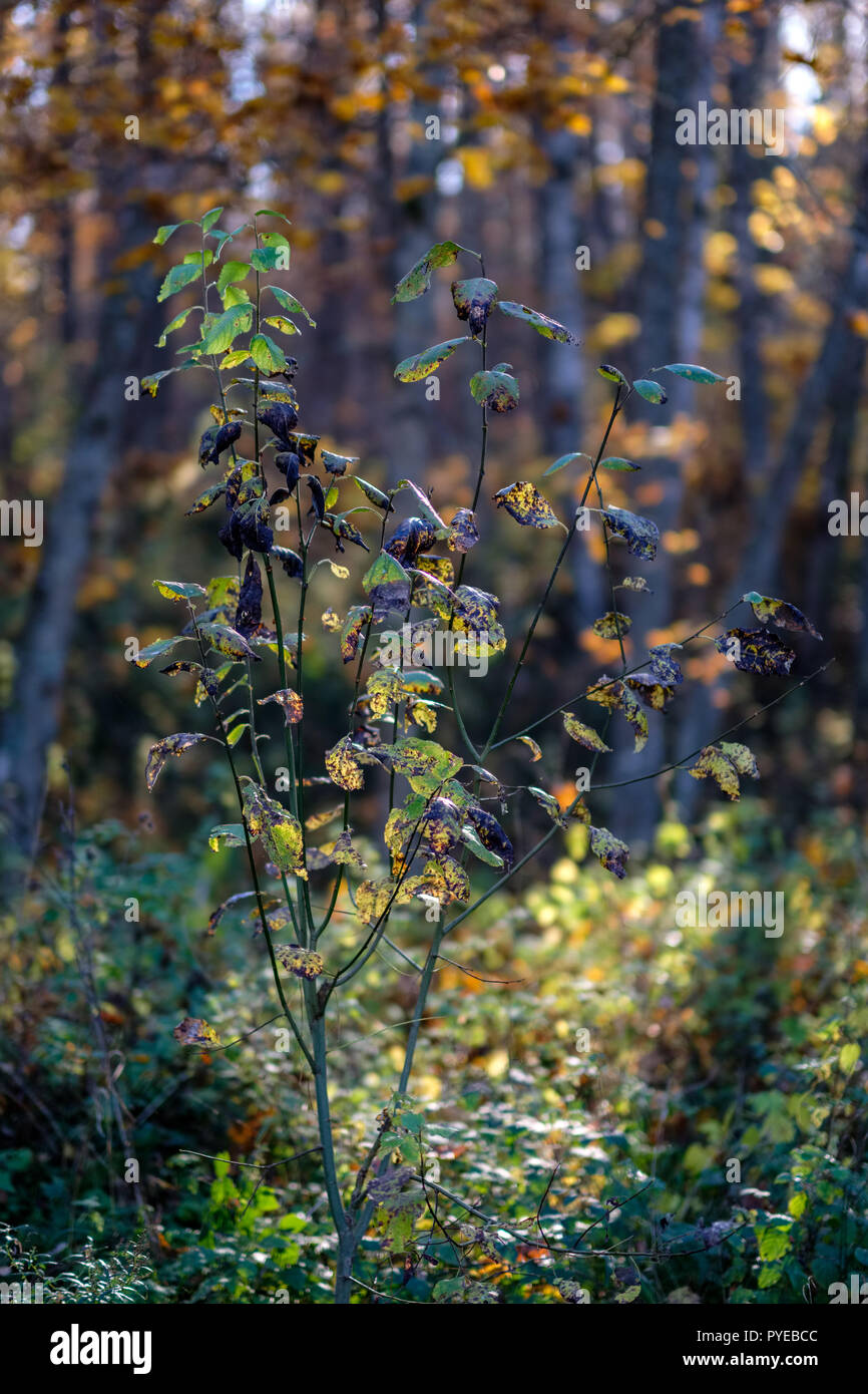 bright yellow colored birch tree leaves and branches in autumn ...