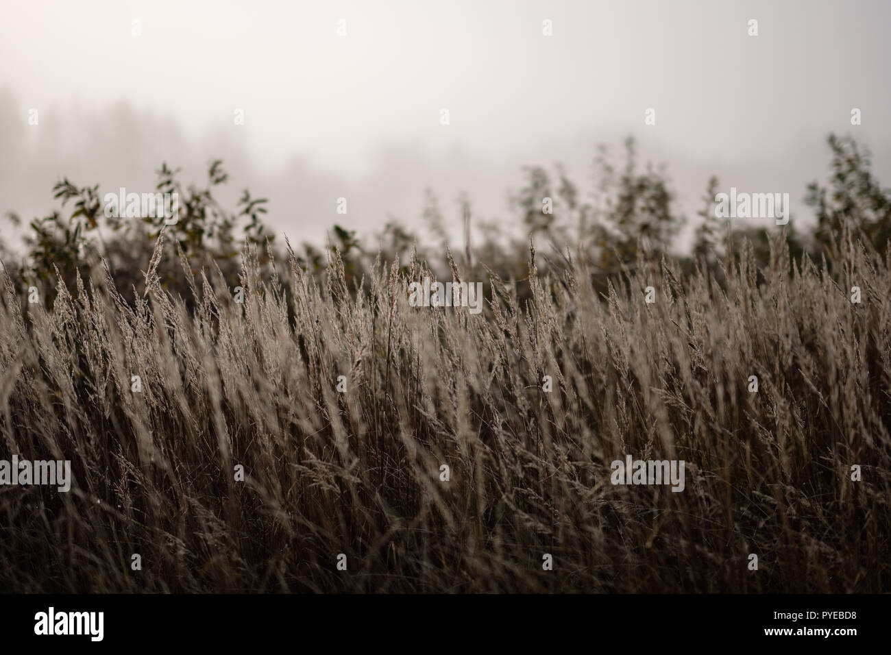 beautiful grass bents in autumn mist at countryside with shallow depth ...
