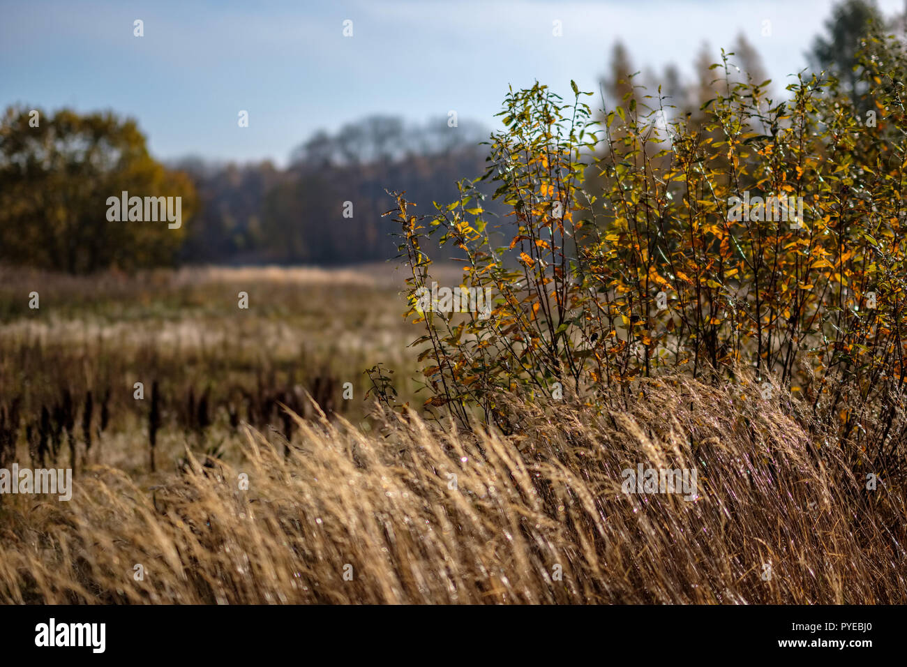 bright yellow colored birch tree leaves and branches in autumn ...