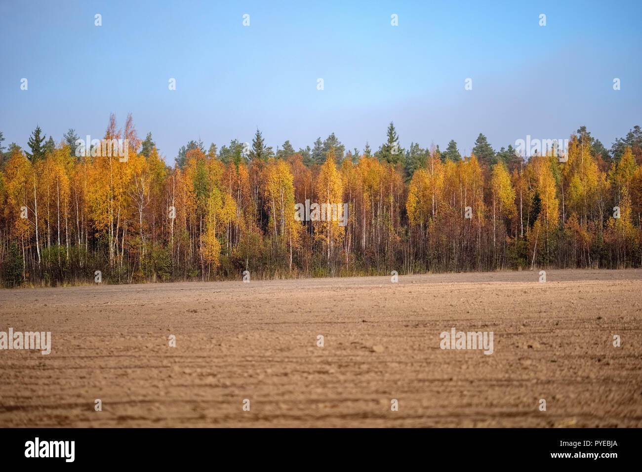 bright yellow colored birch tree leaves and branches in autumn ...