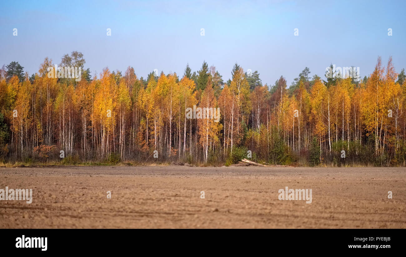 bright yellow colored birch tree leaves and branches in autumn ...