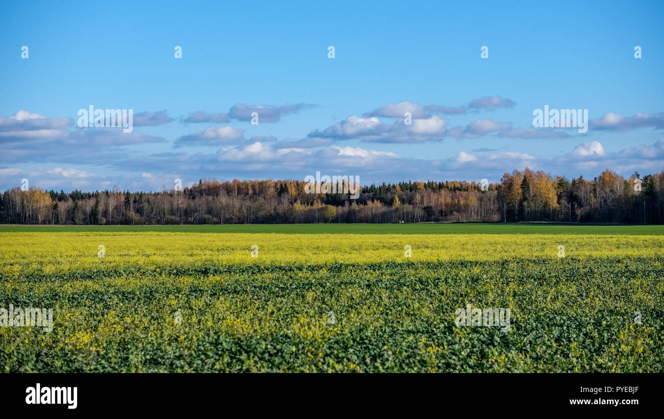 green field in late autumn with forest in background and broken clouds above blue sky Stock ...
