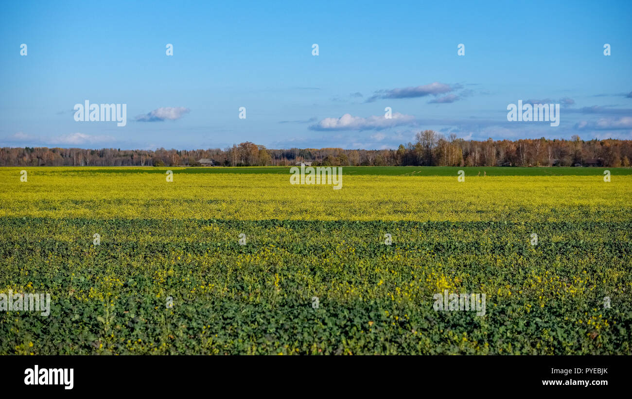 green field in late autumn with forest in background and broken clouds ...