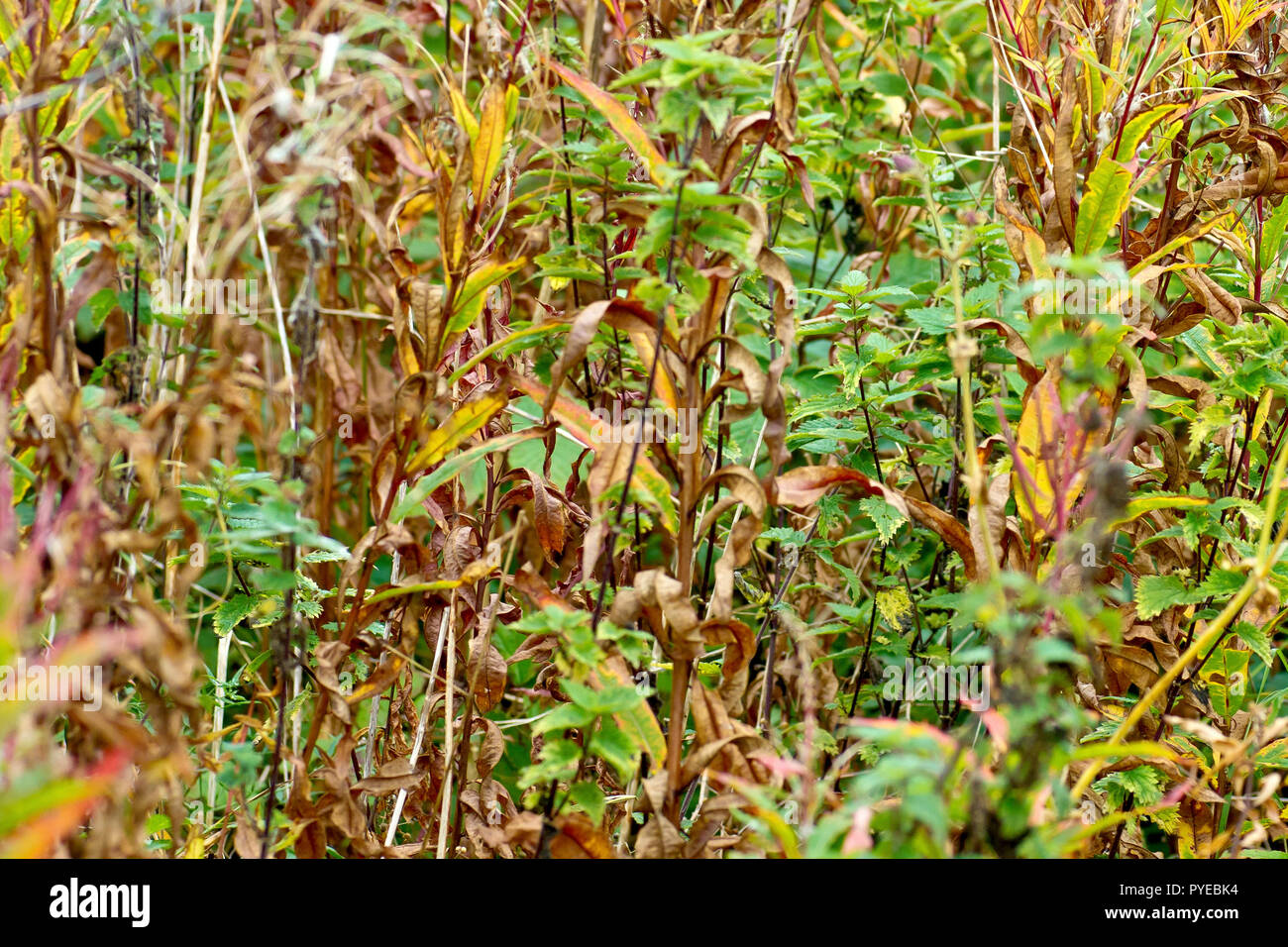 Tangle plants hi-res stock photography and images - Alamy