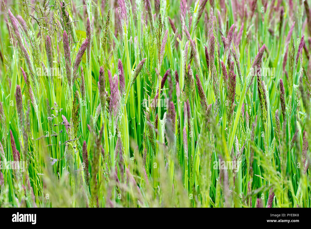 Summer grasses (Yorkshire Fog - holcus lanatus) growing on the dunes ...