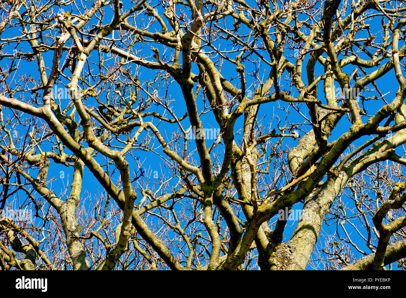Tangled branches hi-res stock photography and images - Alamy