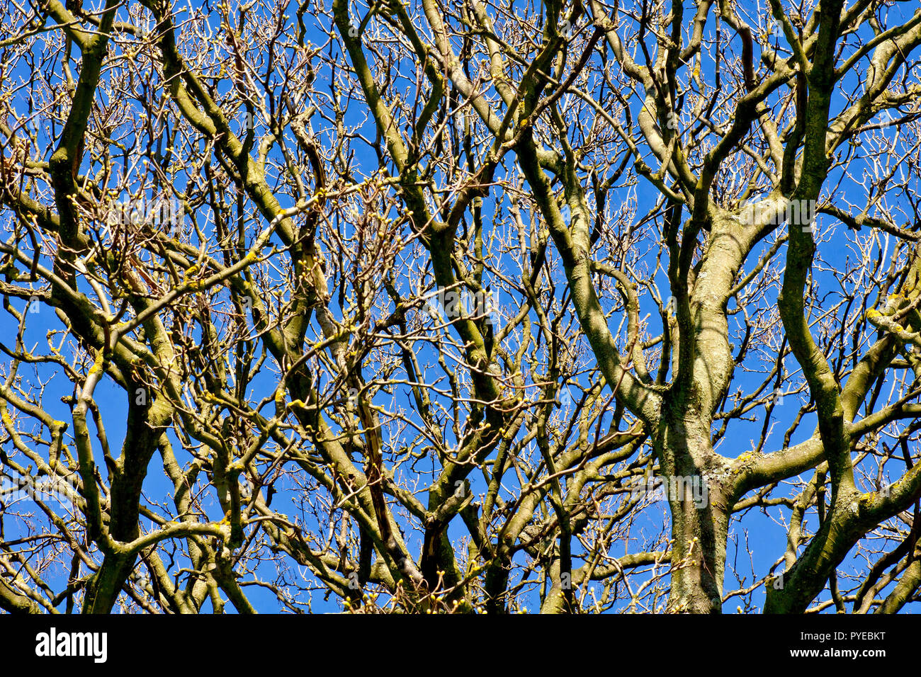 Tangled branches hi-res stock photography and images - Alamy