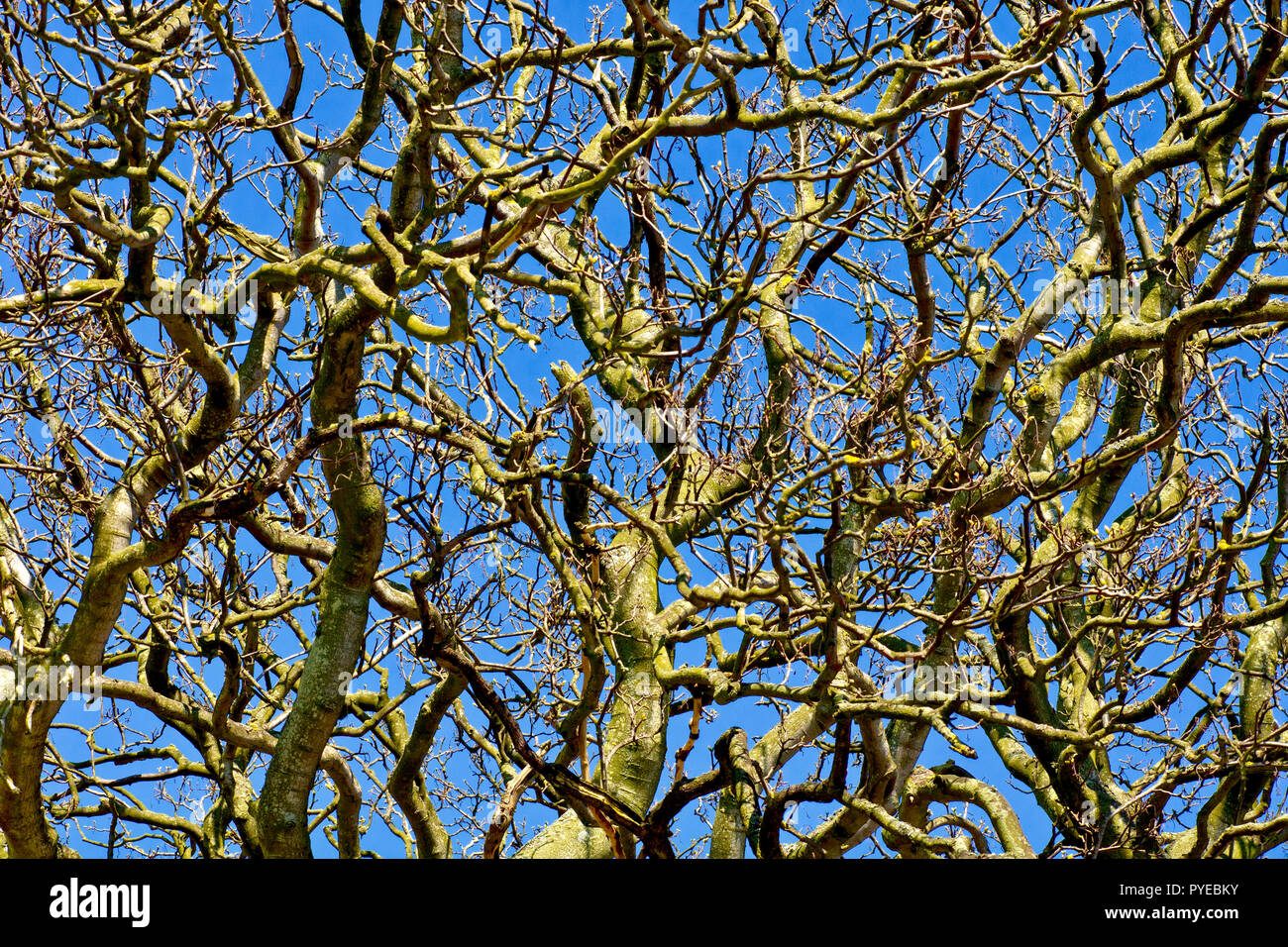 An abstract image of tangled tree branches shot in warm spring sunshine ...
