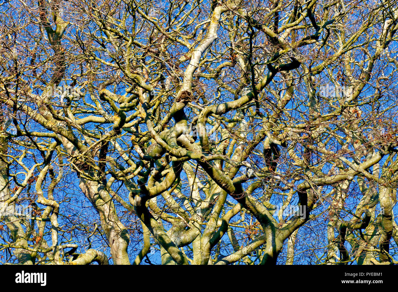 Entwined trees hi-res stock photography and images - Alamy
