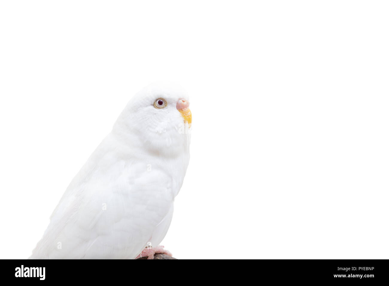 The white budgerigar bird, budgie on white background Stock Photo - Alamy