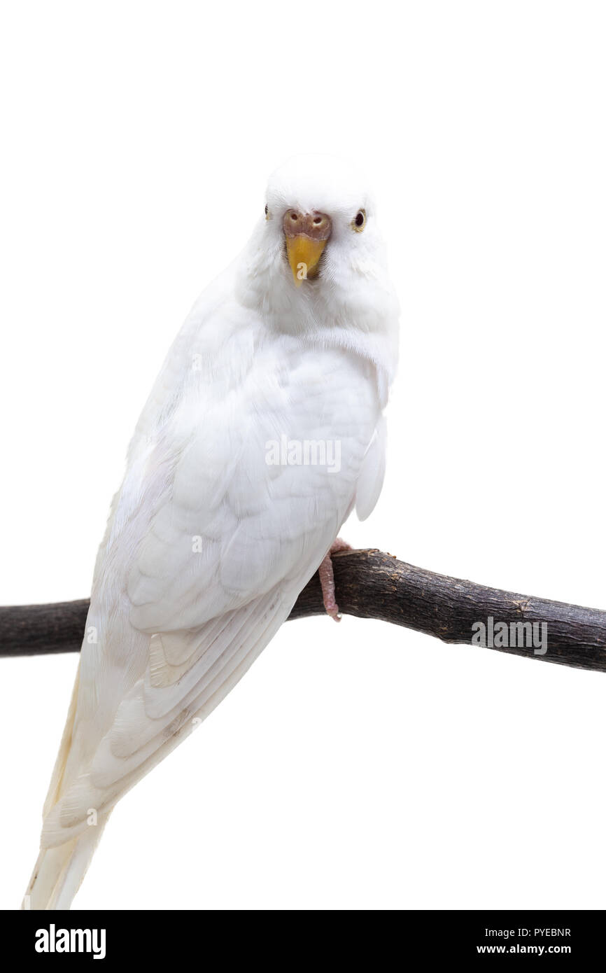 The white budgerigar bird, budgie on white background Stock Photo - Alamy