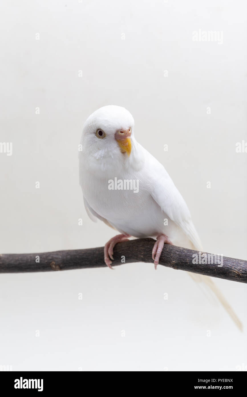The white budgerigar bird, budgie on white background Stock Photo - Alamy