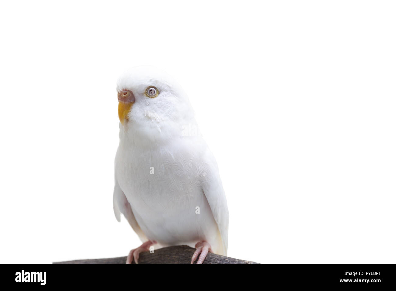 The white budgerigar bird, budgie on white background Stock Photo - Alamy